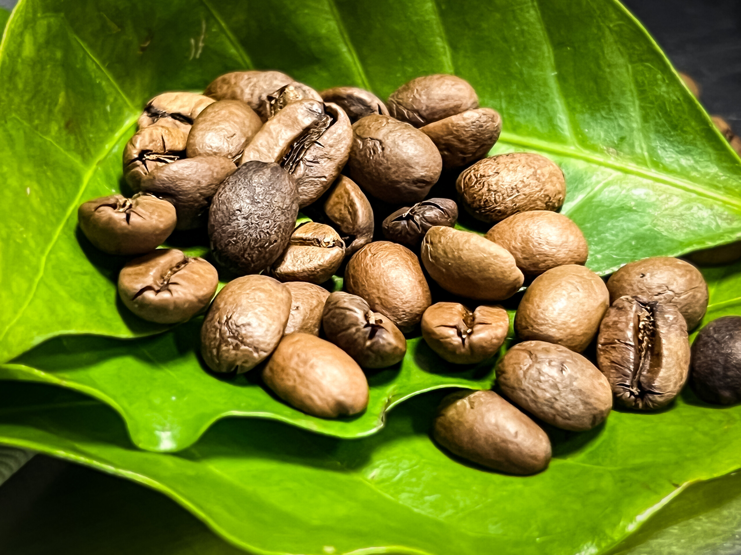 Excelsa beans may become a new resilient coffee variety for growers ...
